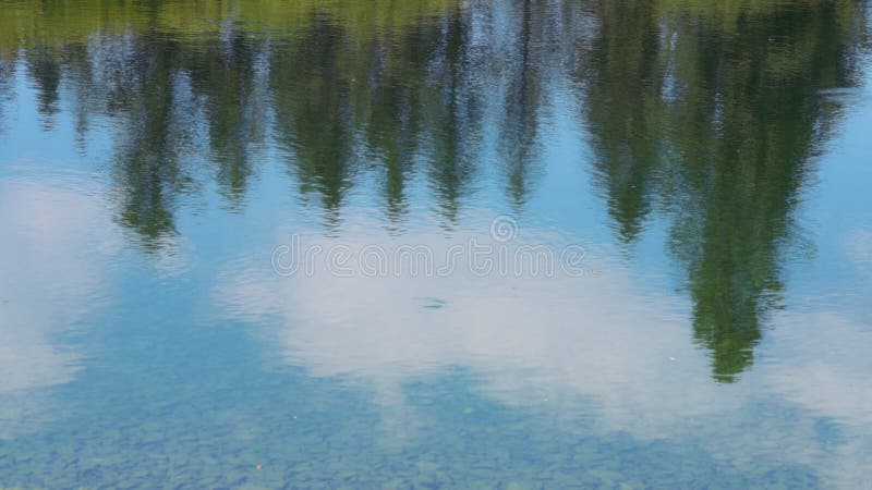 Water Ripples on the Surface and Reflection of the Trees Stock Video ...