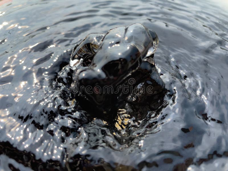 Water sprung up. stock image. Image of leaf, creating - 244309437