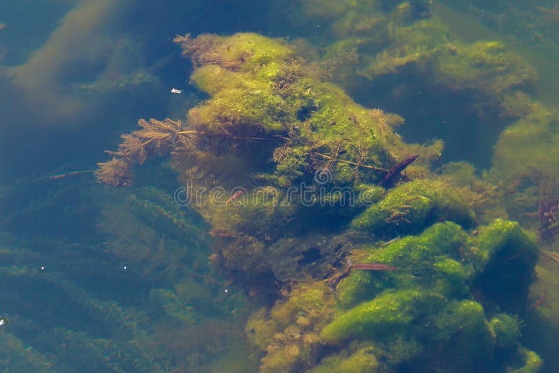 Water on the River Bank. Background with Copy Space or Backdrop Stock ...