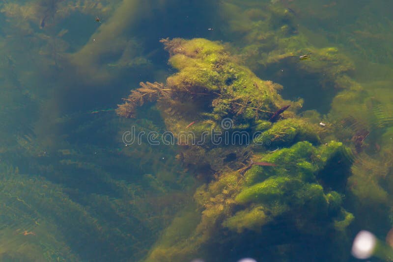 Water on the River Bank. Background with Copy Space or Backdrop Stock ...