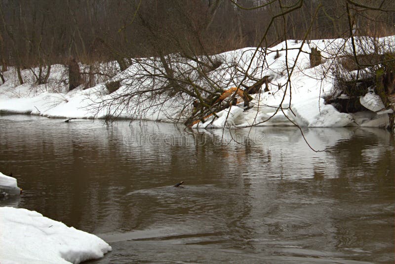 River in spring forest stock photo. Image of leaf, plant - 272200574