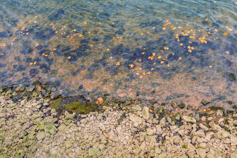 Water River Yellow Orange Maple Leaf Leaves Flow Fall Autumn Natural ...