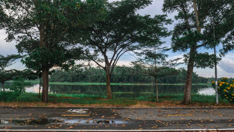 Water and road have tree stock image. Image of tree - 202922239