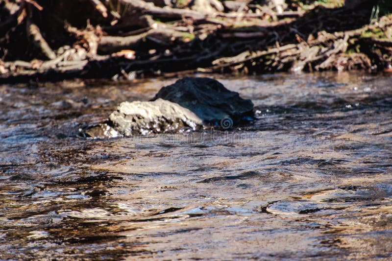 Water with Rocks in the Foreground and Tree Roots Around it Stock Image ...
