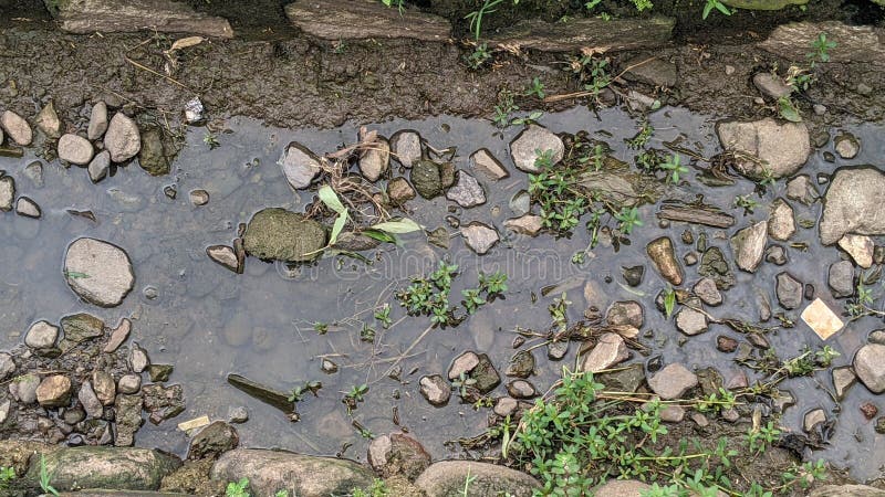 Water, Rocks, Soil, Plants, Background Stock Image - Image of ...