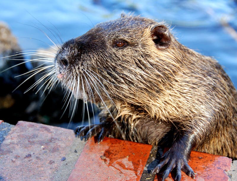 Water Rodent stock photo. Image of camel, lion, beautiful - 5955012