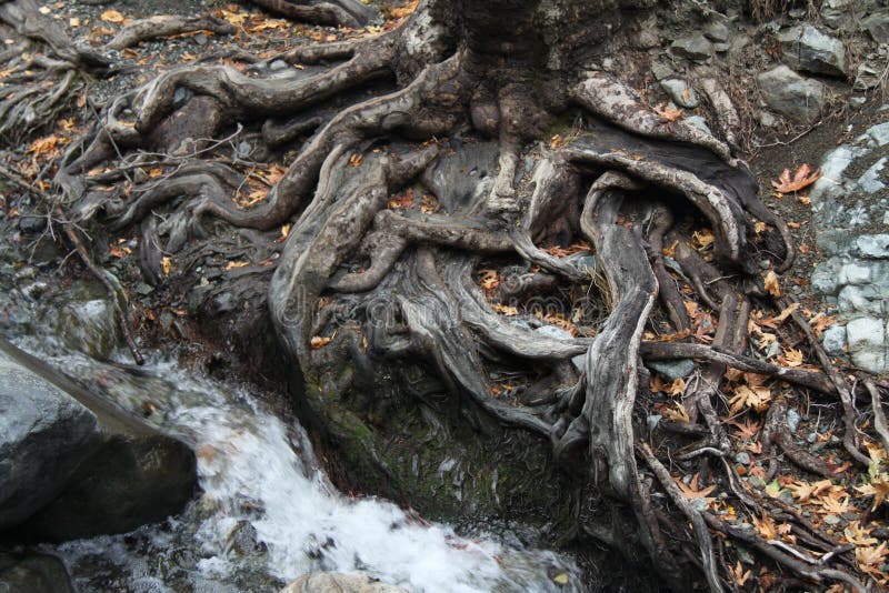 268 Cyprus Roots Stock Photos - Free & Royalty-Free Stock Photos from ...