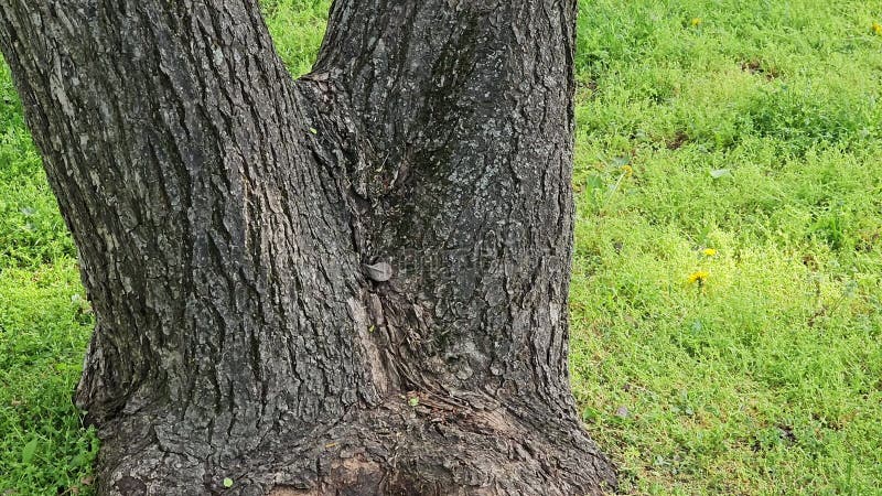 Water in the Roots of a Tree in Spring Stock Footage - Video of bark ...