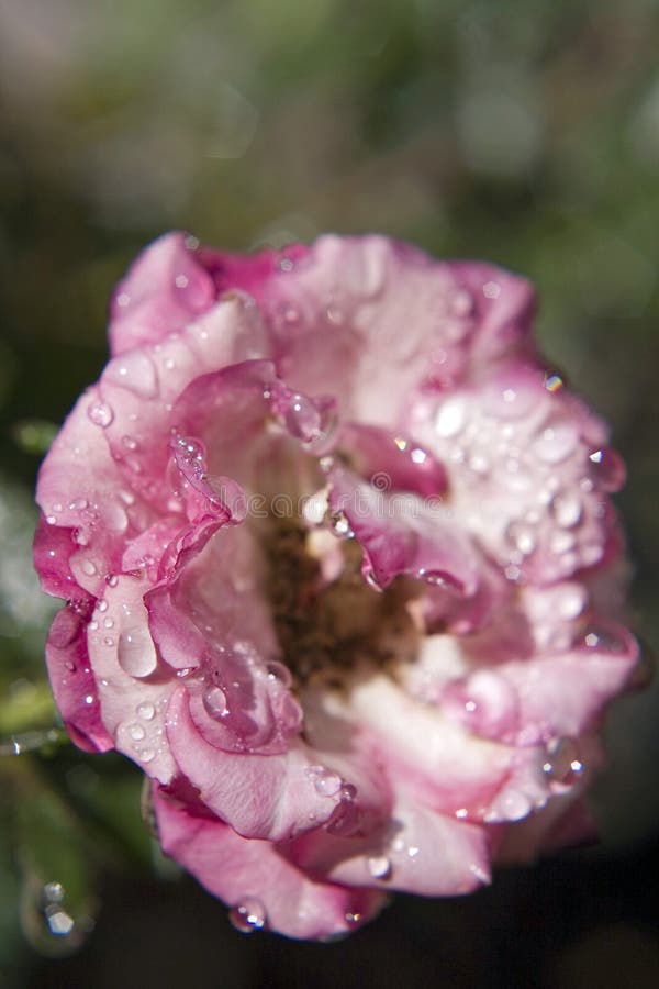Water On Rose Picture. Image: 793267