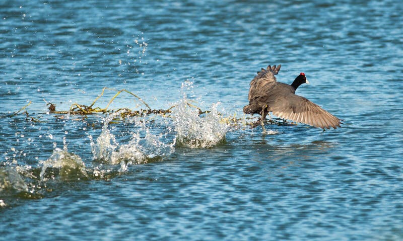 Water runner stock image. Image of fulica, white, cristata - 25554049