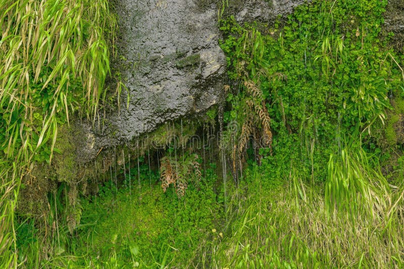 Water Running Down a Lush Green Rock Stock Image - Image of natural ...