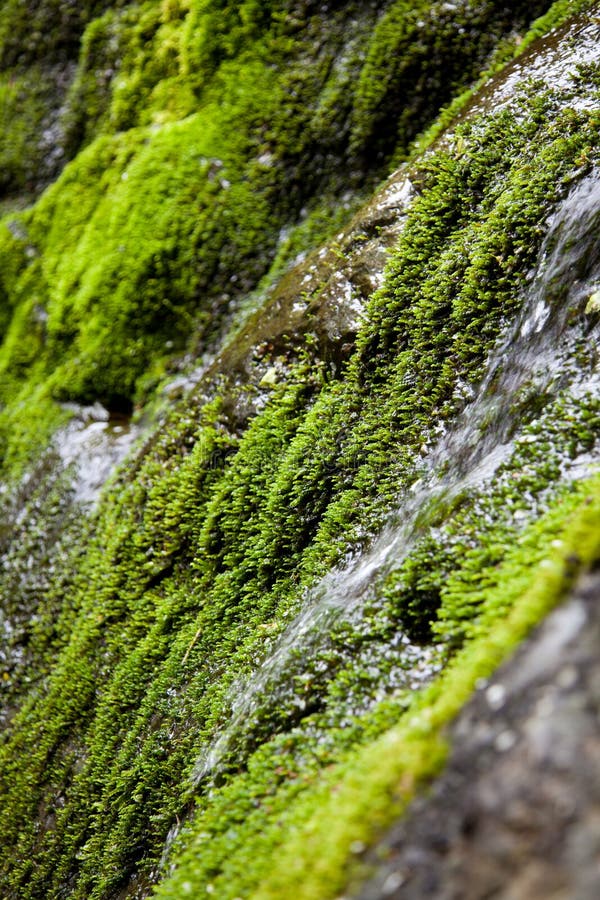 Moss on rock stock image. Image of nature, lush, environment - 13009503