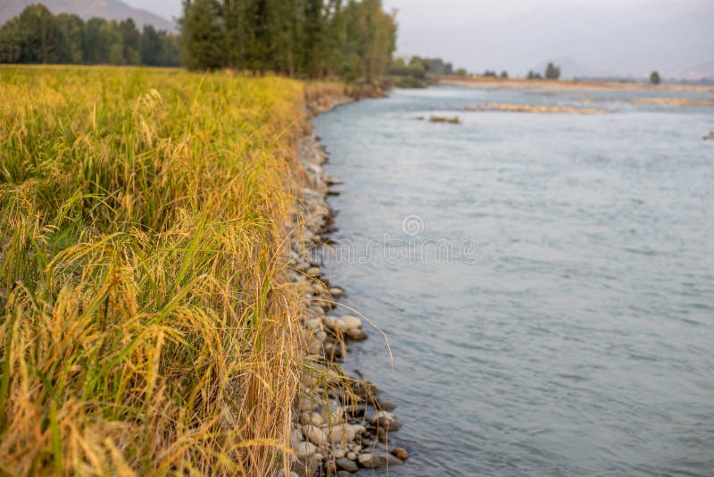 Water Runoff on the Rice Fields and Soil Erosion Alone the River Bank ...