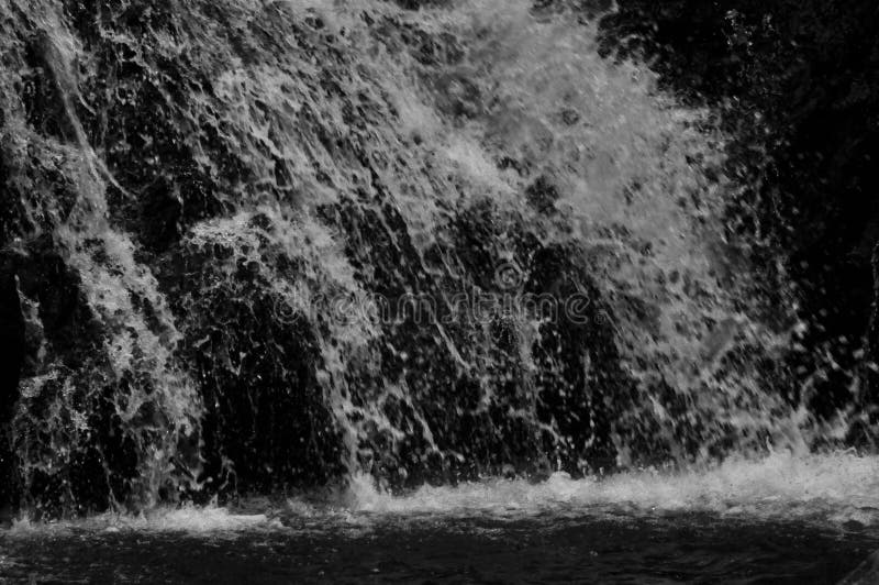 Water Rush stock image. Image of black, botanical, water - 100153107