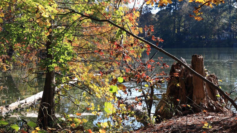Water s edge stock photo. Image of fall, shrubs, idyllic - 205480552