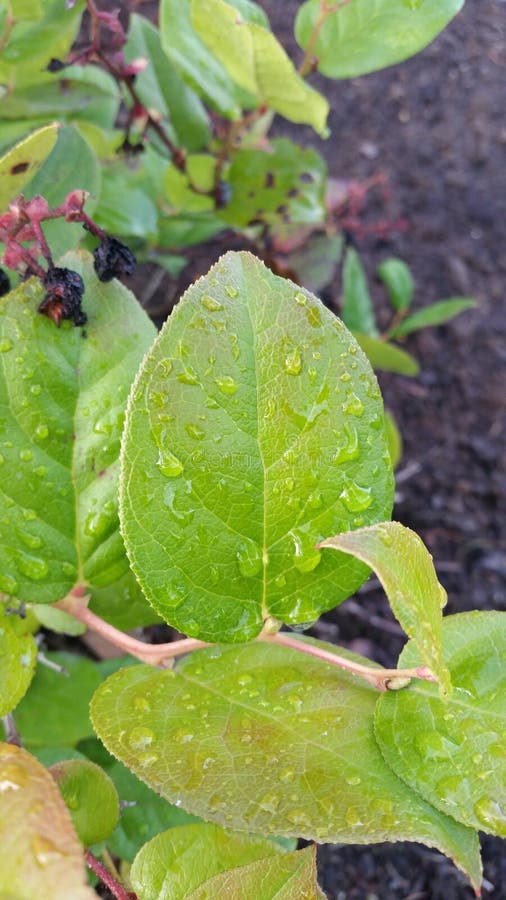 Water on salal leaf stock image. Image of salal, droplet - 58496409