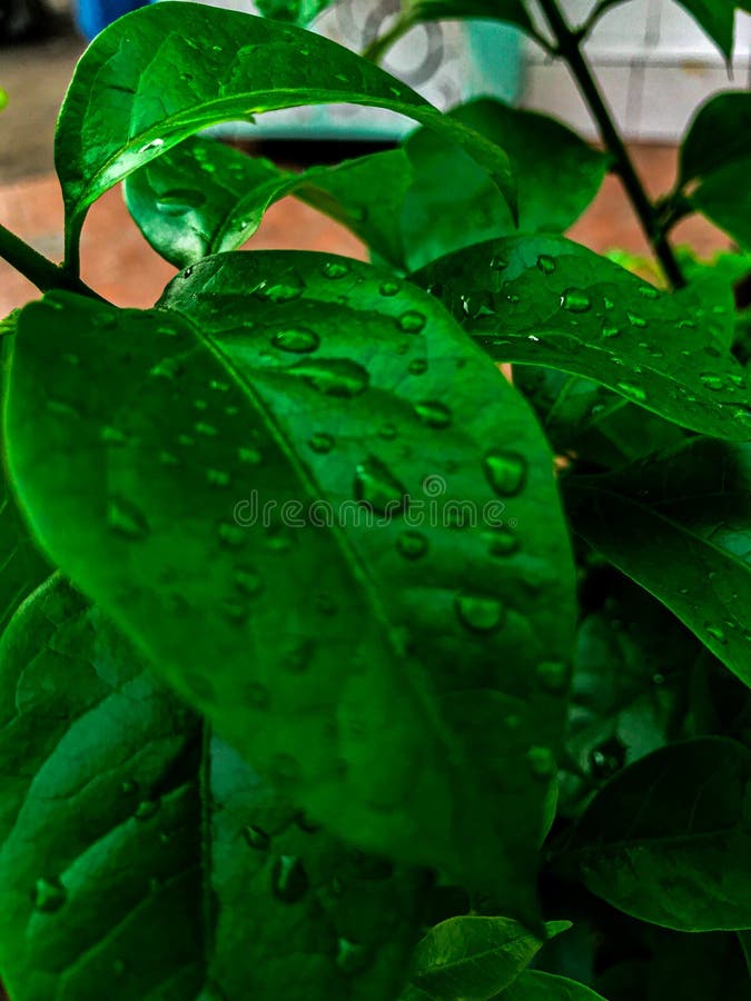 Water Save Life stock photo. Image of life, save, leaves - 219001888