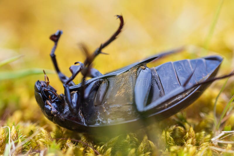 Water Scavenger Beetle, Hydrophilus Piceus Insect Lying on Back, Cant ...