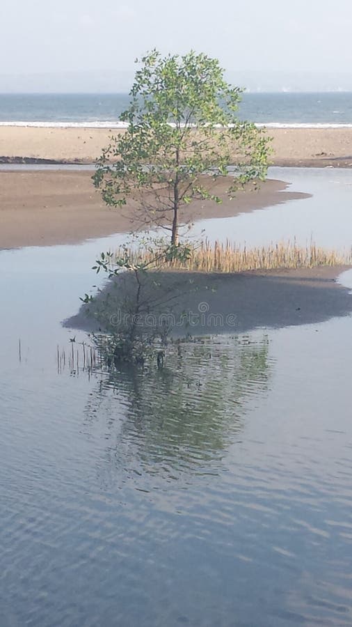 Water scene stock image. Image of scene, tree, lone, scenery - 44221649