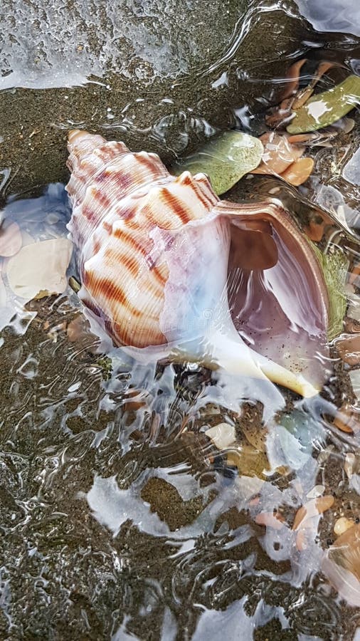 Water, Seashell, Conch, Marine Biology Picture. Image: 120958809