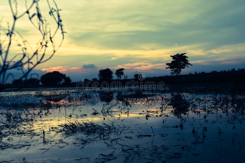 Water Shadow Tree Nature Sunshine Time Stock Image - Image of dusk ...