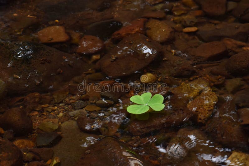 Green Shamrock Water Luck stock image. Image of ground - 152168075