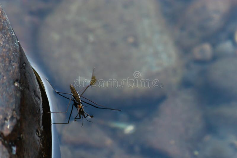Water Skimmer Bug Sitting on Top of Water Over Boulders Stock Image ...
