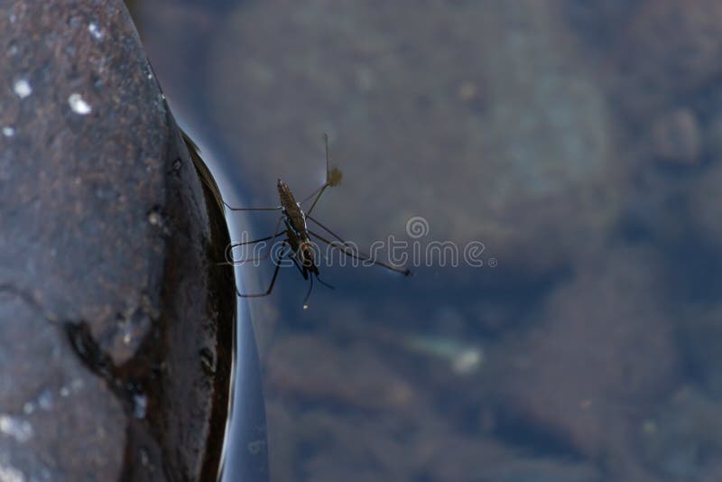 Water Skimmer Bug Sitting on Top of Water Over Boulders Stock Image ...