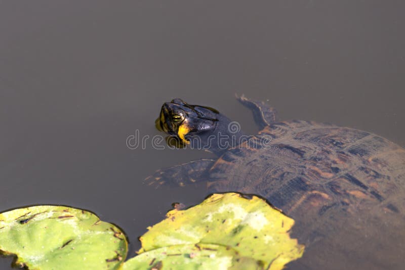 Water Skull Floating in Green Water in the Lake Stock Photo - Image of ...