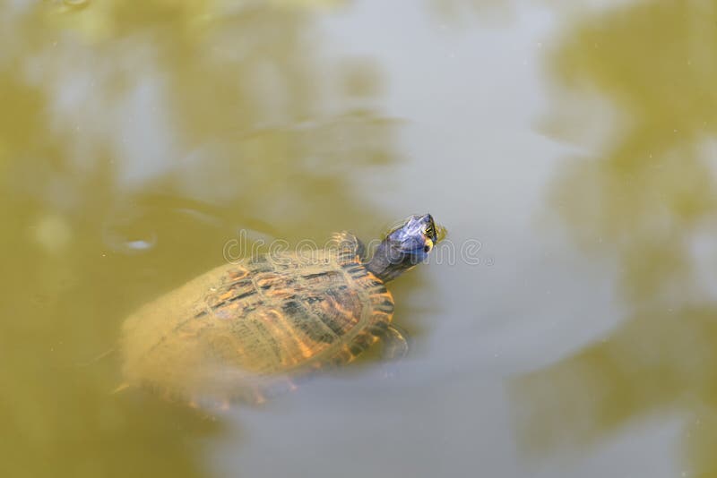 Water Skull Floating in Green Water in the Lake Stock Image - Image of ...
