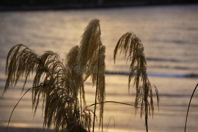 Water, Sky, Grass Family, Tree Stock Image - Image of calm, phragmites ...