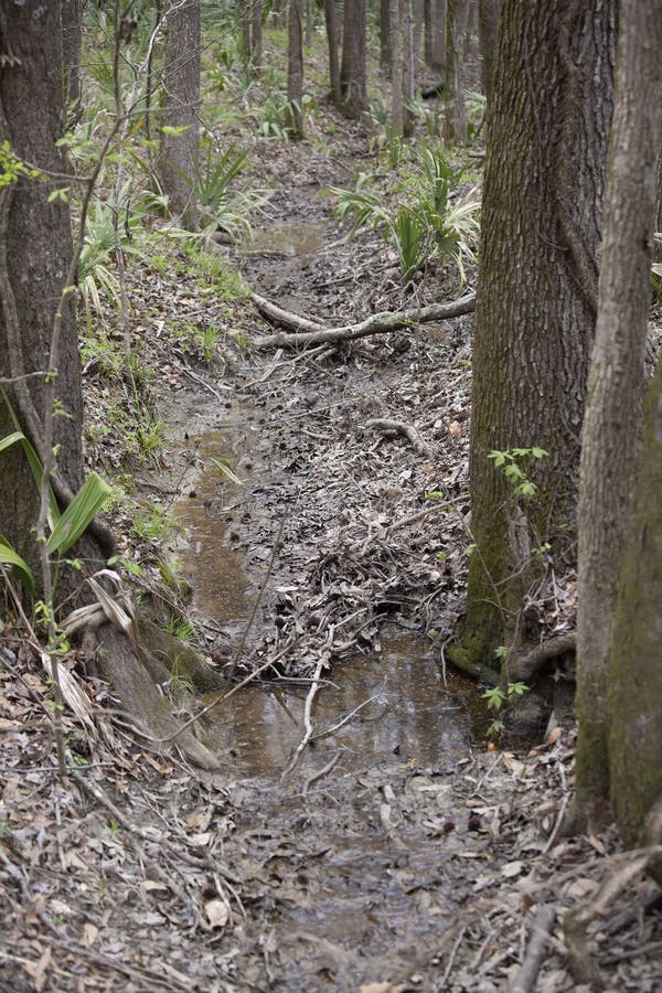 Water Slough in a Forest stock photo. Image of ecotourism - 145804274