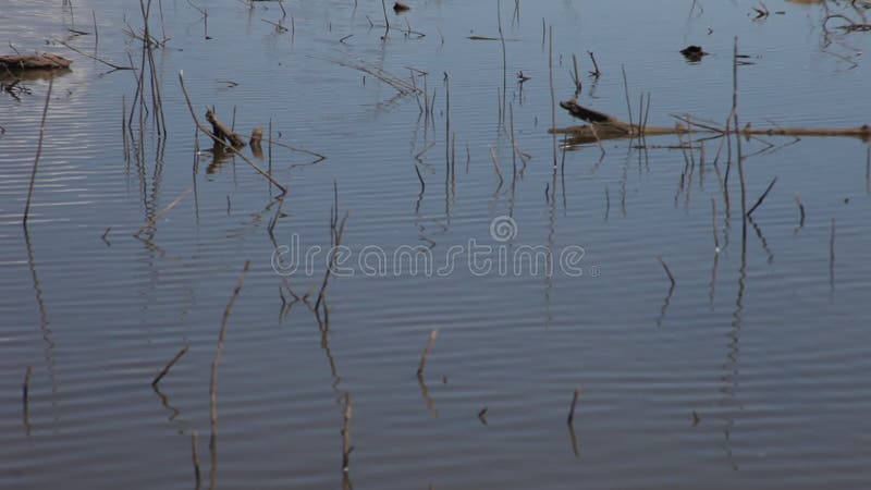 Small Ripples on the Surface of the Water in Pool of the Color of the ...