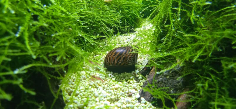Water snail stock image. Image of green, turbo, aquarium - 339382383