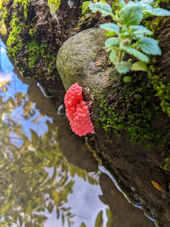 Water Snail Eggs in a Ditch with Clear Water Stock Photo - Image of ...