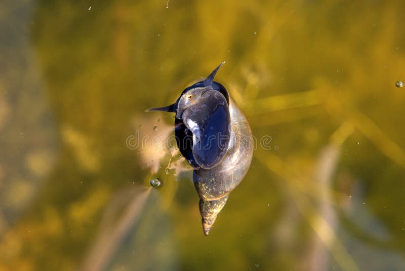 Water snail in the pond stock photo. Image of closeup - 84587112