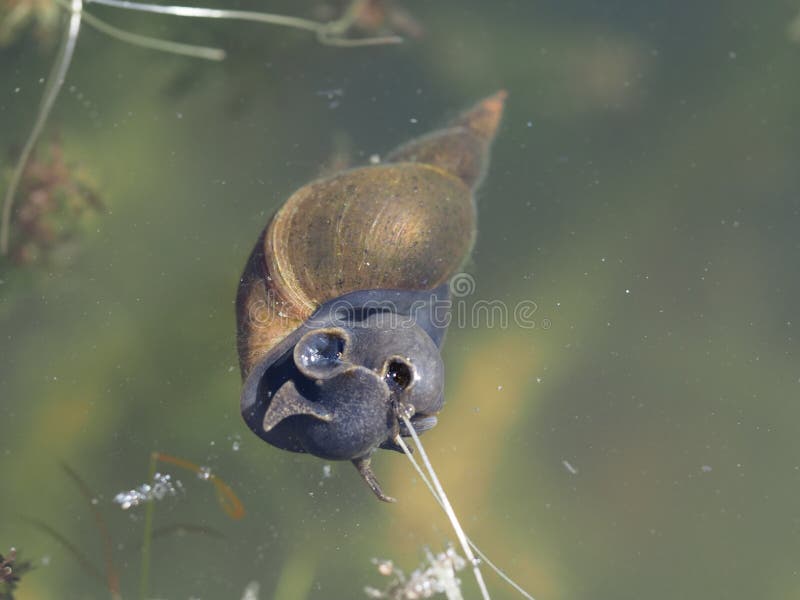 Water snail in a pond stock photo. Image of feeding - 251585350