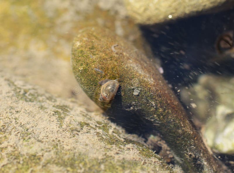 Water snail stock image. Image of lake, tiny, ecology - 72921743