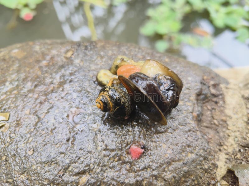 Water Snails Appear after the Shell is Opened Stock Image - Image of ...