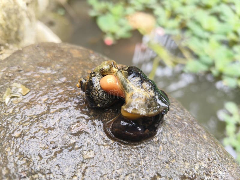 Water Snails without Visible Shells Have Soft Insides Stock Image ...