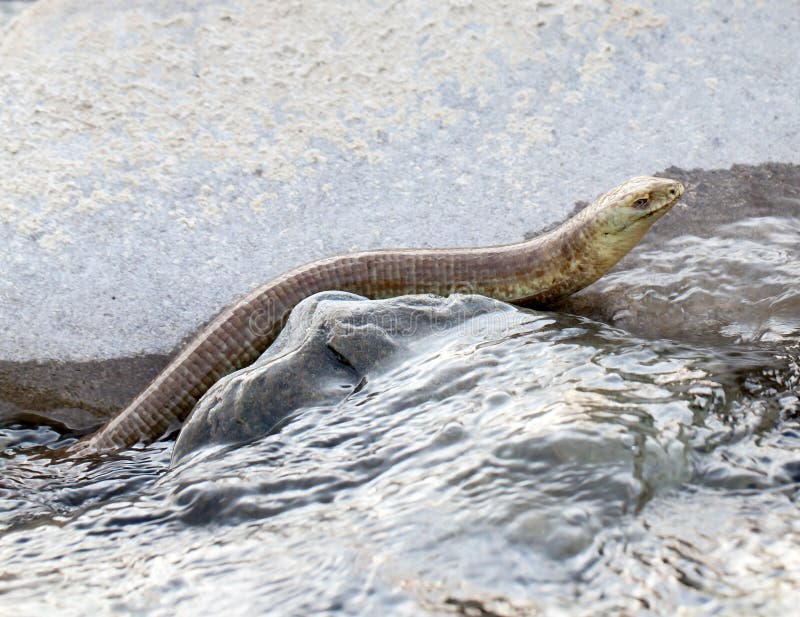 Water snake stock image. Image of wilderness, animal - 21441209