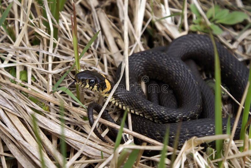 Water snake stock image. Image of reptile, water, coldblooded - 8677373