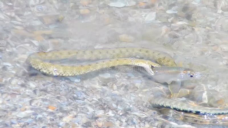 Water Snake Catching Fish in the Lake Stock Footage - Video of bite ...