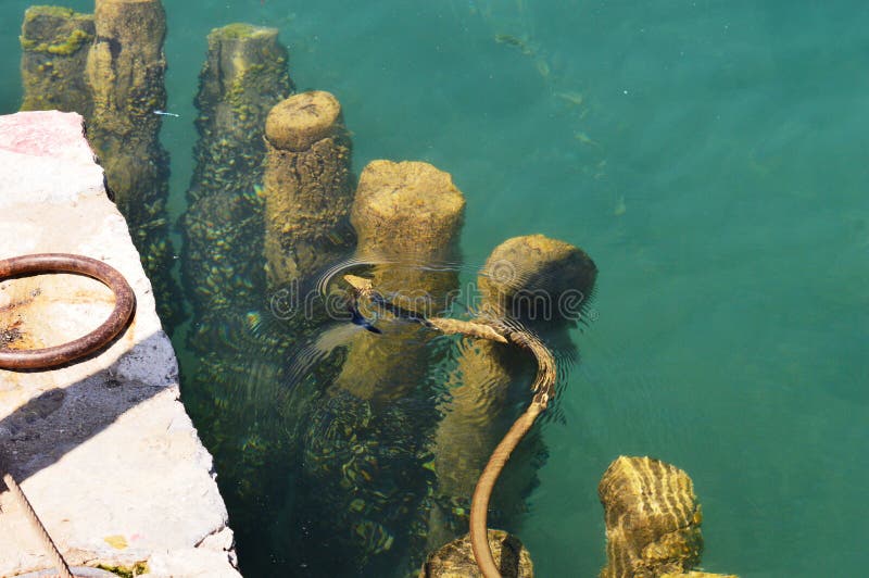 Water Snake Caught the Fish Stock Photo - Image of landscapes, animal ...