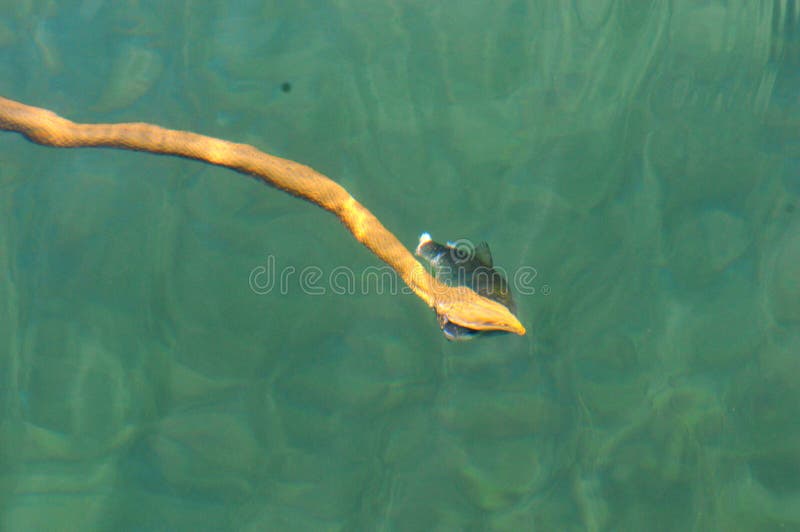 Water Snake Caught the Fish Stock Image - Image of water, landscapes ...
