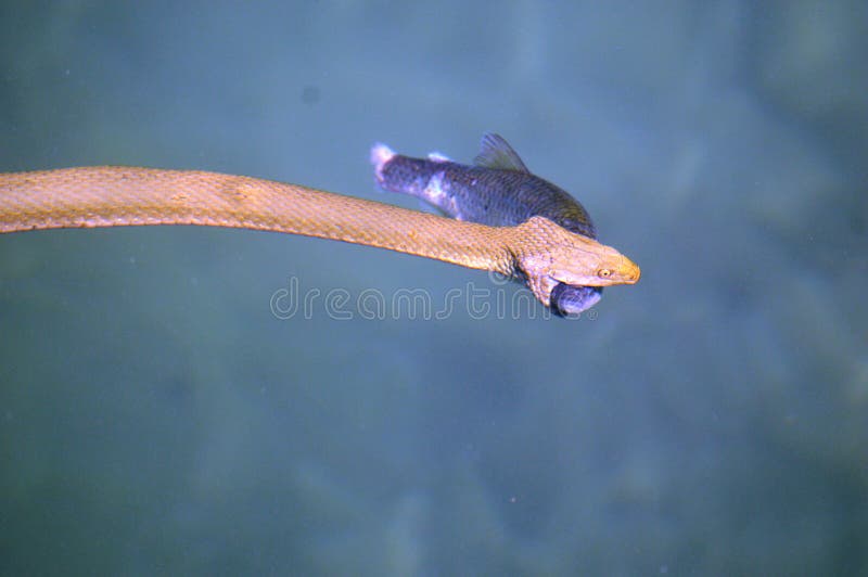 Water Snake Caught the Fish Stock Photo - Image of landscapes, caught ...