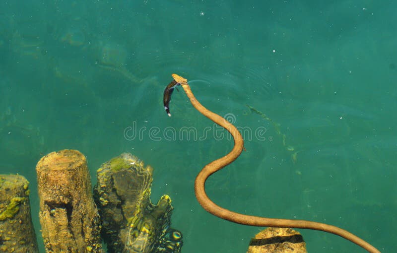 Water Snake Caught the Fish Stock Image - Image of fish, color: 260611583