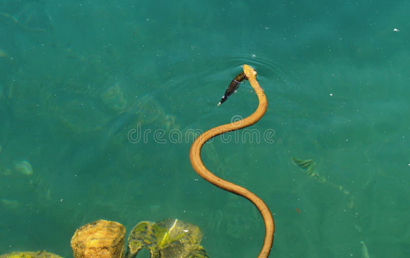 Water Snake Caught the Fish Stock Photo - Image of landscapes, lake ...