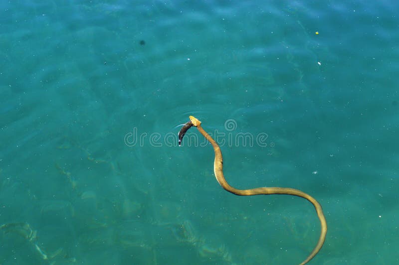 Water Snake Caught the Fish Stock Image - Image of caught, landscapes ...