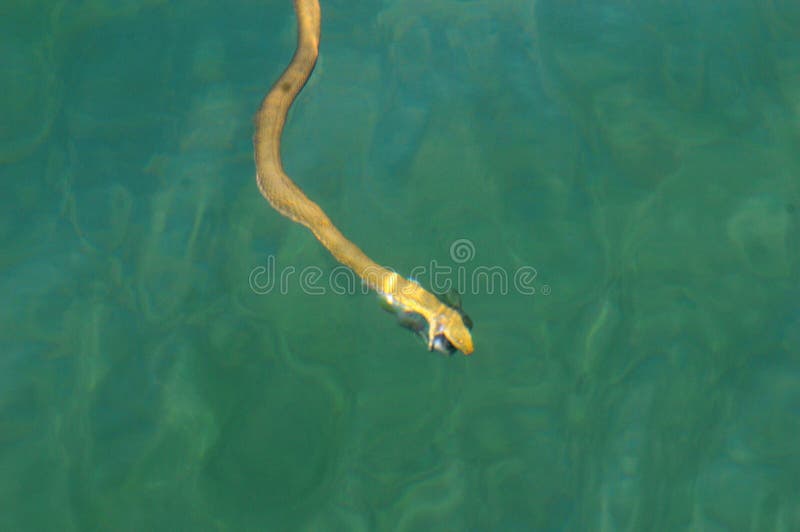 Water Snake Caught the Fish Stock Photo - Image of landscapes, animal ...
